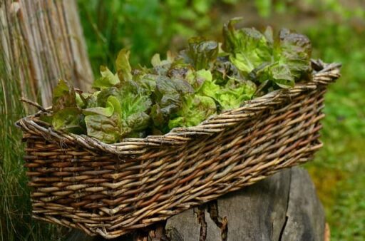When does Lettuce go Bad (How to tell if Lettuce is Bad )? Signs and Tips